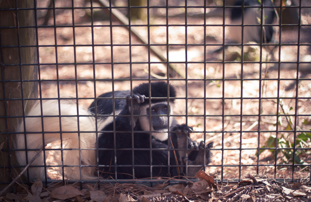 A Trip to the Zoo: Chehaw Park, Albany, Georgia – GAFollowers