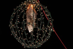 12 Things You Will Only See in Georgia – GAFollowers