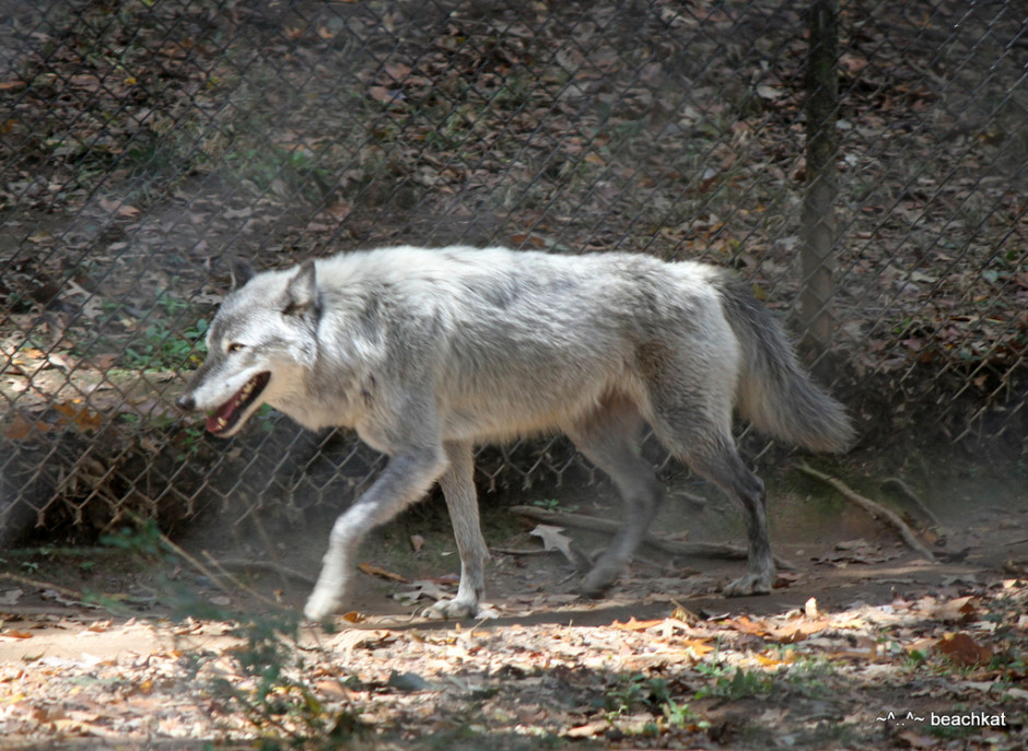 Noah’s Ark Found in Locust Grove – GAFollowers