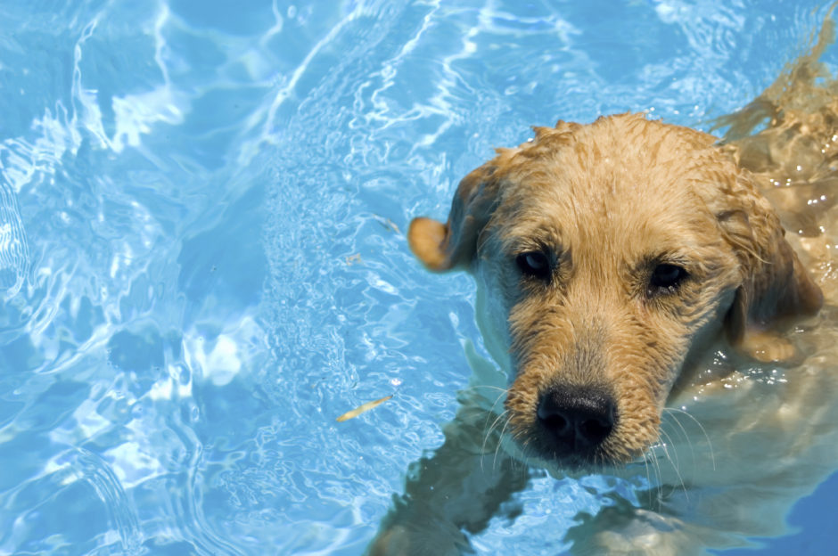 7th Annual Splish Splash Doggie Bash at Piedmont Park – GAFollowers