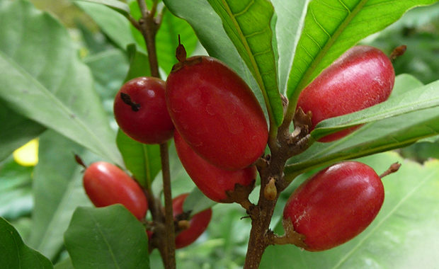 Flavor tripping on Miracle Fruit in Sandy Springs – GAFollowers