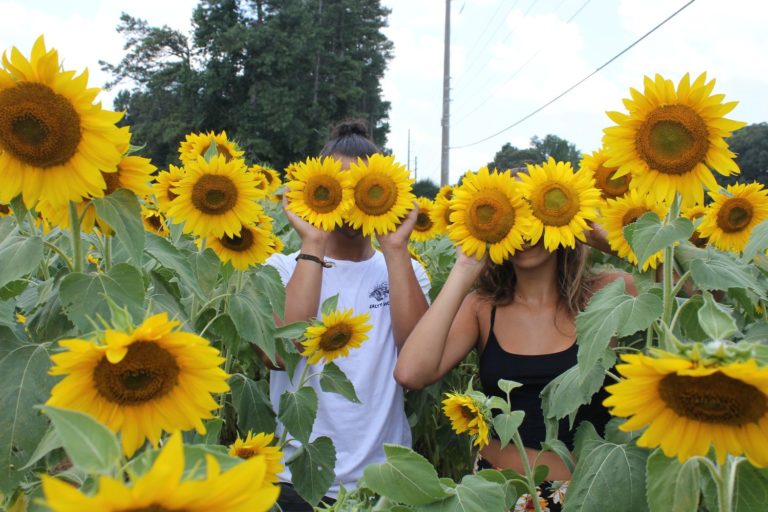 Beautiful Sunflower Field Opening in Georgia Next Month! – GAFollowers